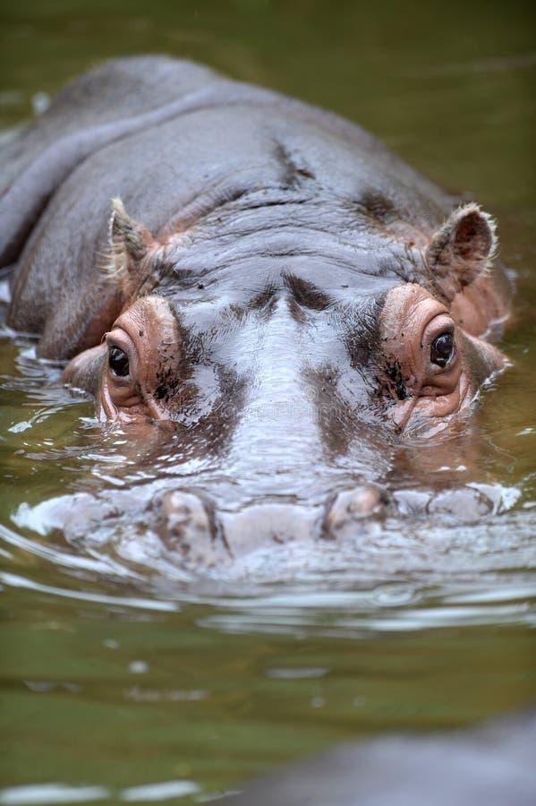 Hippo Standing Up Photos - Free & Royalty-Free Stock Photos from Dreamstime