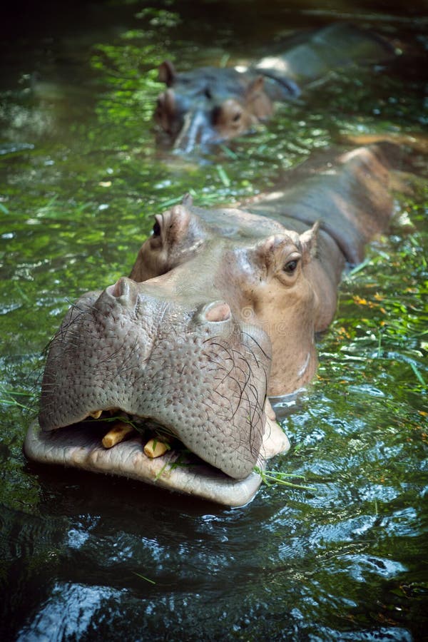 1,884 Hippopotamus Face Stock Photos - Free & Royalty-Free Stock Photos ...