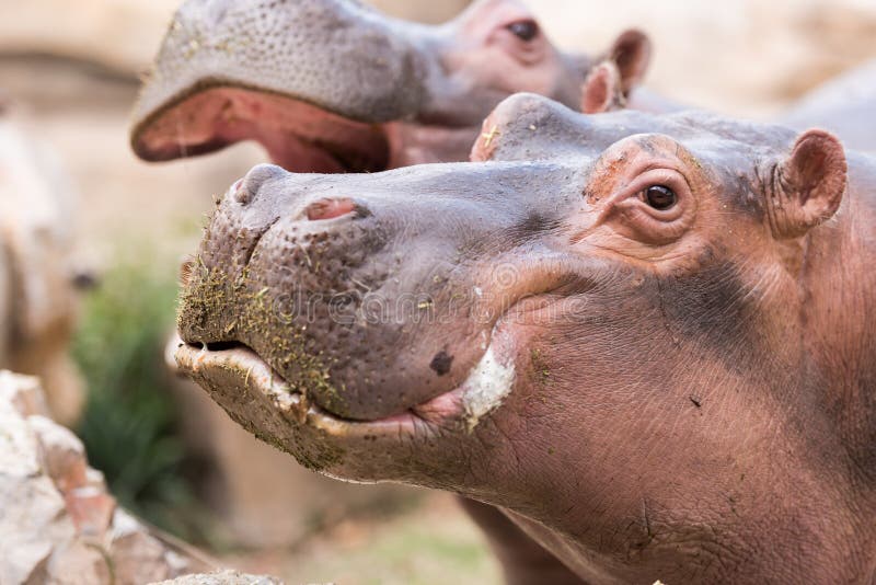 Hippopotamus Head Side View Stock Photos - Free & Royalty-Free Stock ...