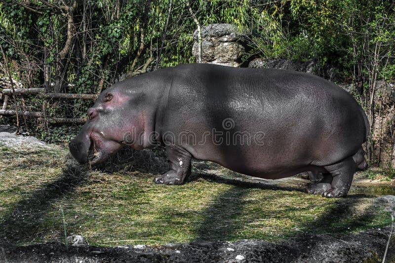 Hippopotamus eats hay 7 stock photo. Image of animal - 274273540