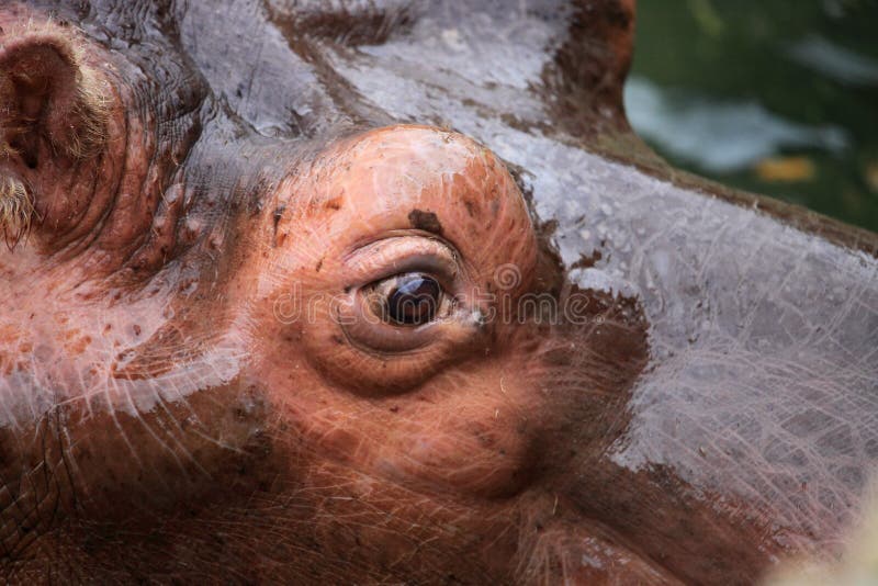 Hippopotamus eye stock photo. Image of portrait, animal - 47105622