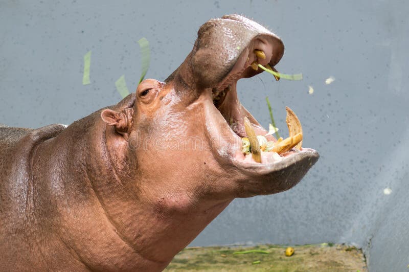 Feeding Hippopotamus in a Zoo Stock Image - Image of feed, mammal: 26298853