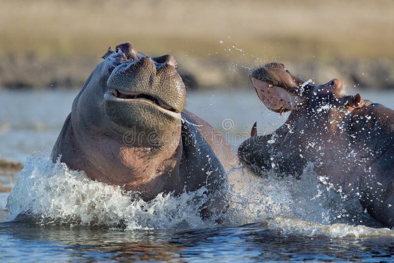 Two Hippopotamus Fighting with Each Other. Botswana. Okavango Delta Stock Photo - Image of ...