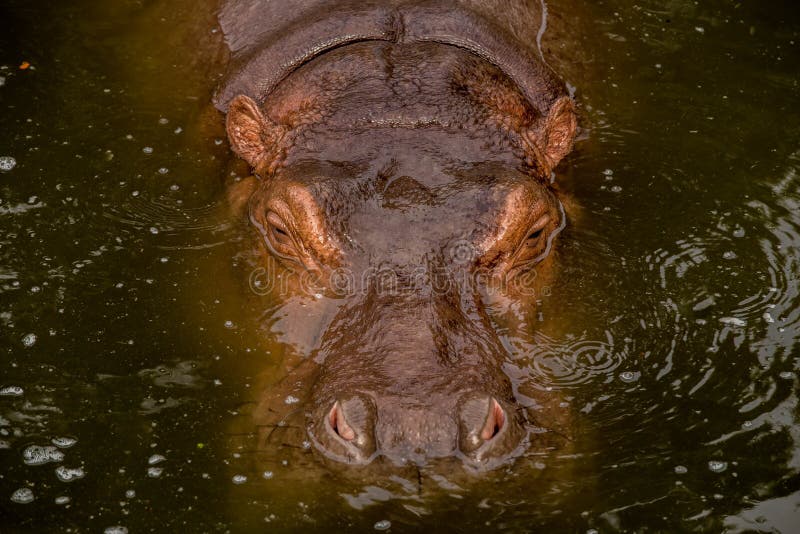 Hippopotamus Floating on the Water Stock Image - Image of isolated ...