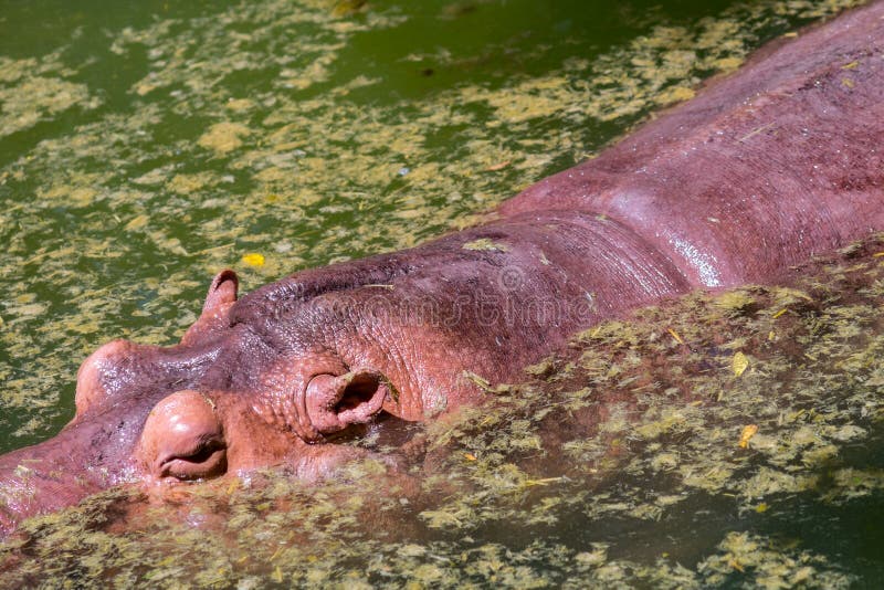 Hippopotamus Floating in the Water. Stock Photo - Image of wild ...