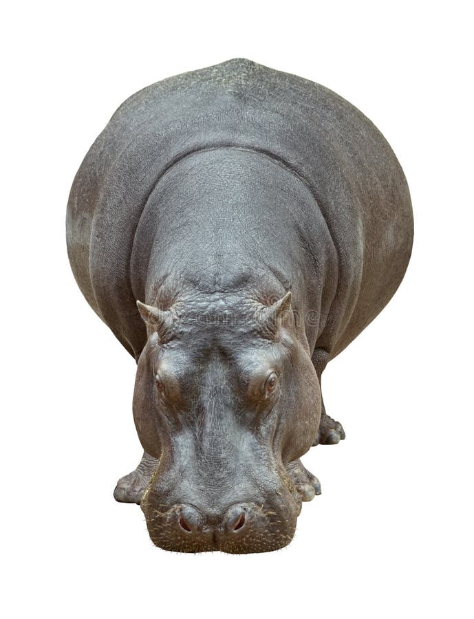 Hippopotamus back cutout stock photo. Image of africa - 9751634