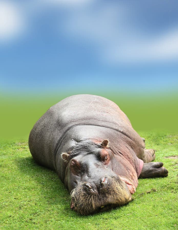 Side View Of A Hippo Hippopotamus In A Pond Stock Photo - Image of ...