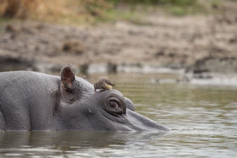 Hippopotamus Half Submerge in the River Stock Photo - Image of submerge ...