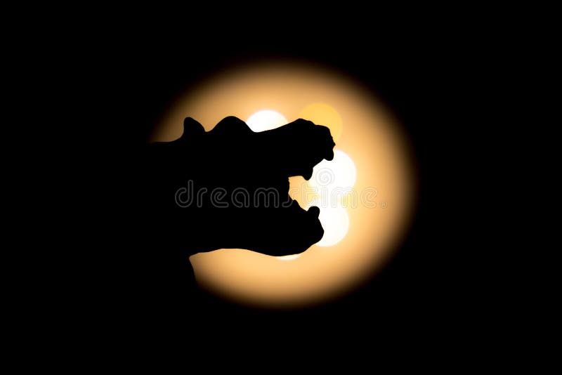Hippopotamus Shadow with Bright Light in Back Stock Photo - Image of ...