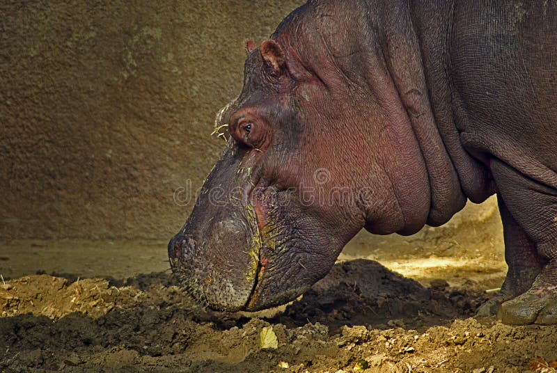 105 Hippopotamus Head Side View Stock Photos - Free & Royalty-Free ...
