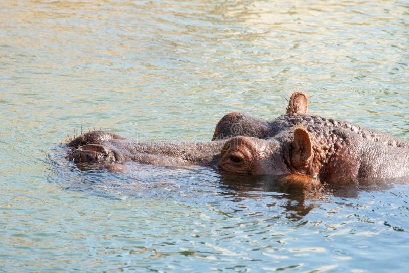 Hippo resting stock photo. Image of hippopotamus, mammalia - 50866558