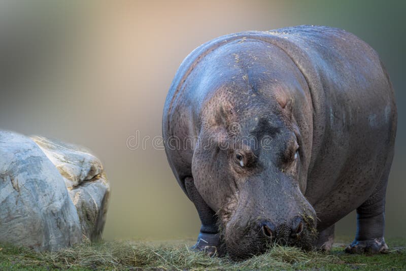 A Hippopotamus Hippo Standing in the Grass Stock Image - Image of ...