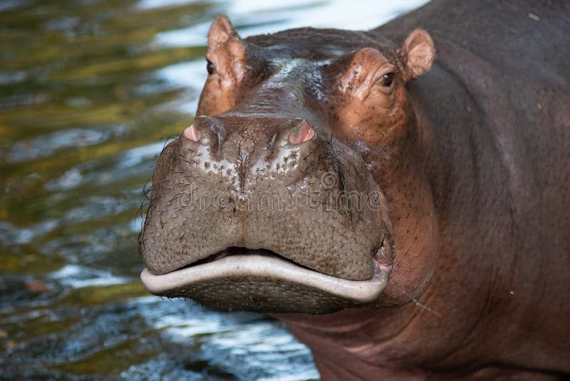 Hippopotamus stock image. Image of africa, grass, dangerous - 152567051