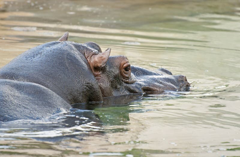 Hippopotamus stock photo. Image of strong, mammal, heavy - 35374070