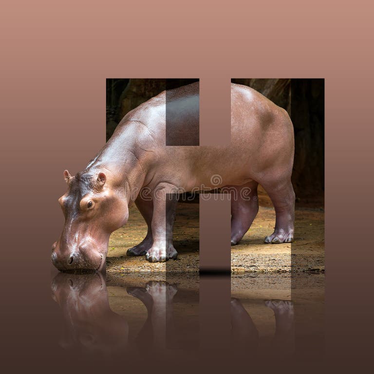 Hippopotamus Inside of Letter H Stock Image - Image of character ...