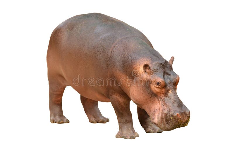 Hippopotamus isolated stock photo. Image of animal, mouth - 33555372