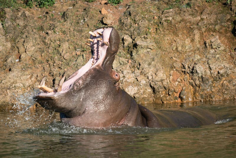 Hippopotamus back cutout stock photo. Image of africa - 9751634