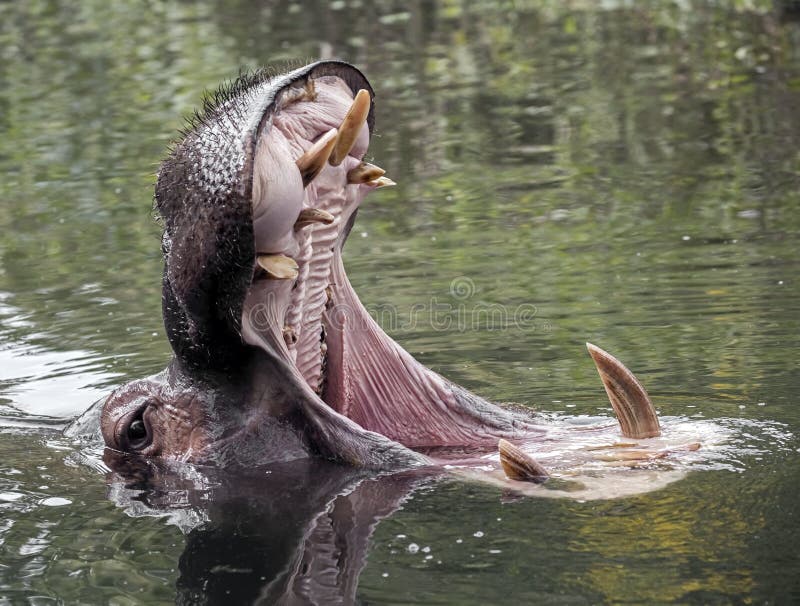 Hippopotamus mouth 2 stock image. Image of fauna, ecology - 76725925
