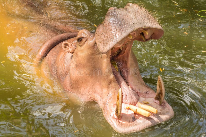 Hippopotamus Head Side View Stock Photos - Free & Royalty-Free Stock ...