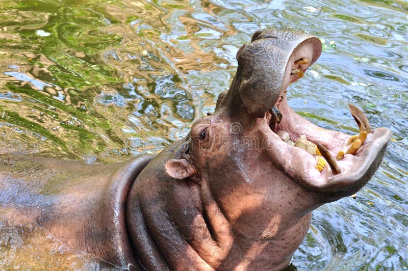 Hippopotamus open mouth stock image. Image of animal - 67461915