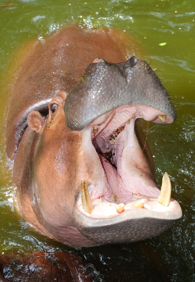 The Hippopotamus Opening the Big Mount Stock Photo - Image of play ...