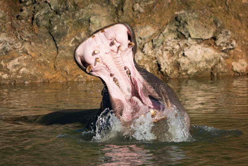 Hippopotamus Opens Mouth in Water with Spray Stock Image - Image of ...