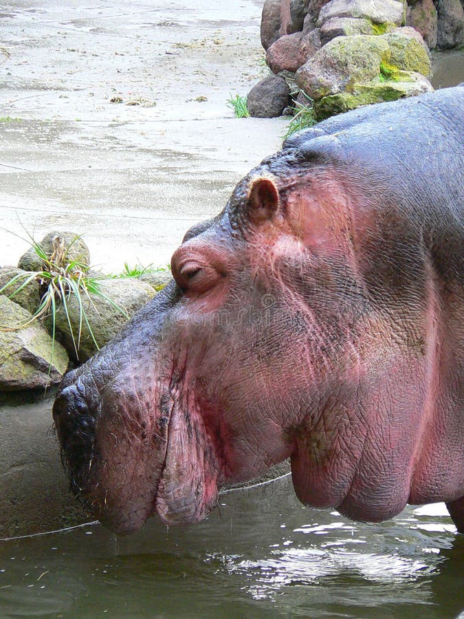 Hippo profile stock photo. Image of capensis, safari - 46183834