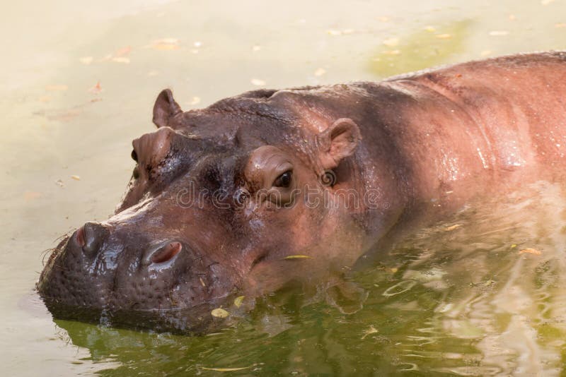 Hippopotamus Relax in the Water Stock Image - Image of wild, brown ...