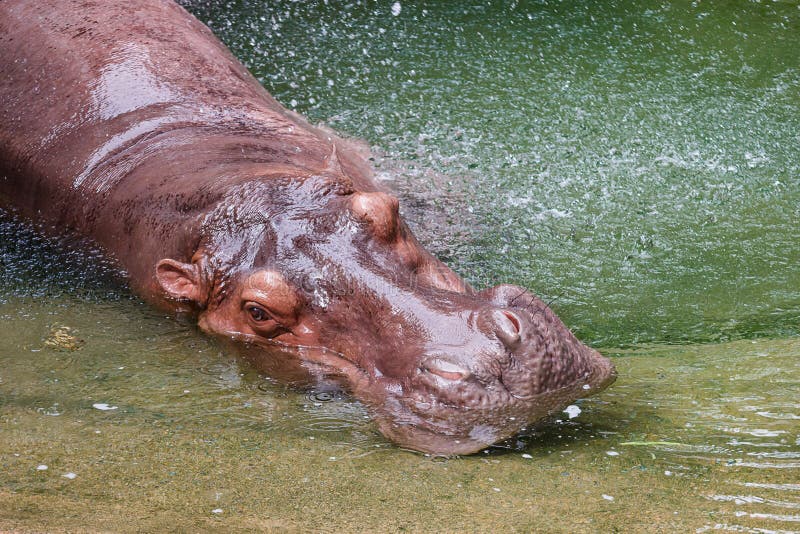 Hippopotamus stock photo. Image of wildlife, river, mammal - 45043004