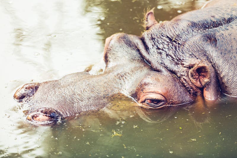Hippopotamus Relaxing in the Water Stock Image - Image of river ...