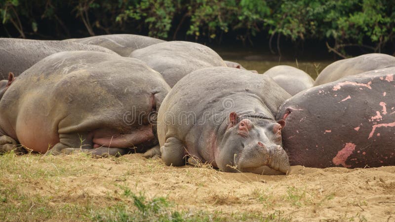 Sleeping Hippo Front Profile Stock Photo - Image of whiskers, hippo ...