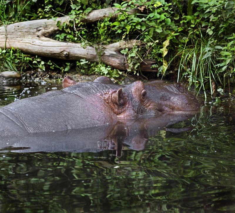 Hippopotamus in the River 1 Stock Photo - Image of ecology, heavy ...