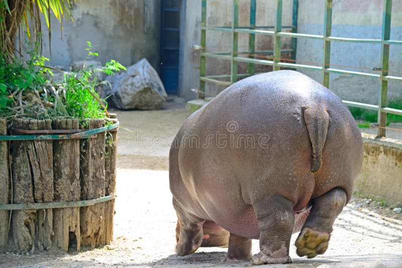 Hippopotamus Seen from Close Up Stock Photo - Image of aquatic, eland ...