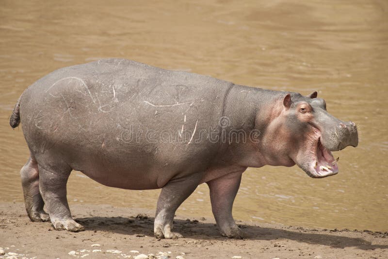 Angry Hippopotamus in Africa Stock Photo - Image of upset, dekaro: 14178512