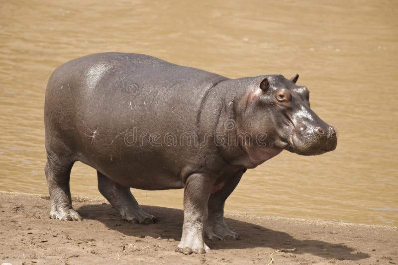Crying hippo stock photo. Image of legs, south, vacations - 2921690