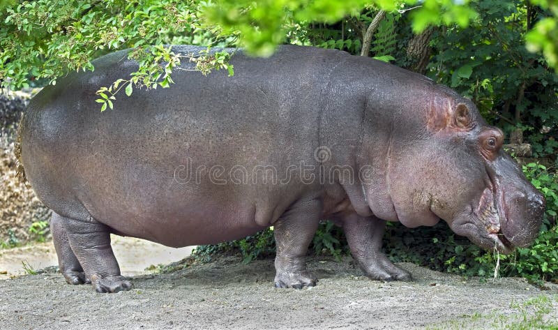 Hippopotamus 10 stock image. Image of zoology, swim, ecology - 57107341