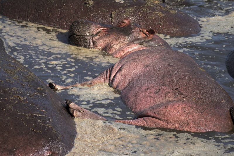 Hippopotamus Sleeping - Africa Stock Photo - Image of africa, baby ...