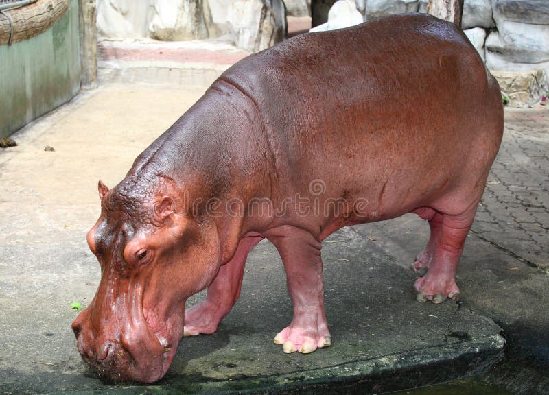 The Hippopotamus Smelling the Food Stock Photo - Image of hippopotamus ...