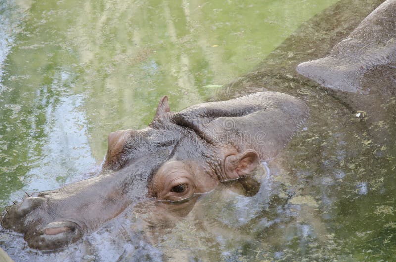 Hippopotamus Soaking in Pond Stock Photo - Image of mammal, fierce ...