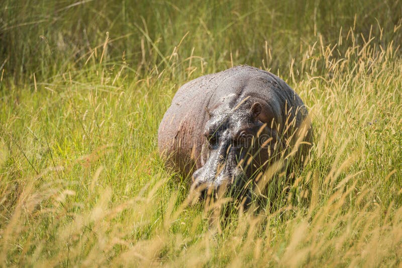 Hippopotamus Standing Long Grass Facing Camera Stock Photos - Free ...