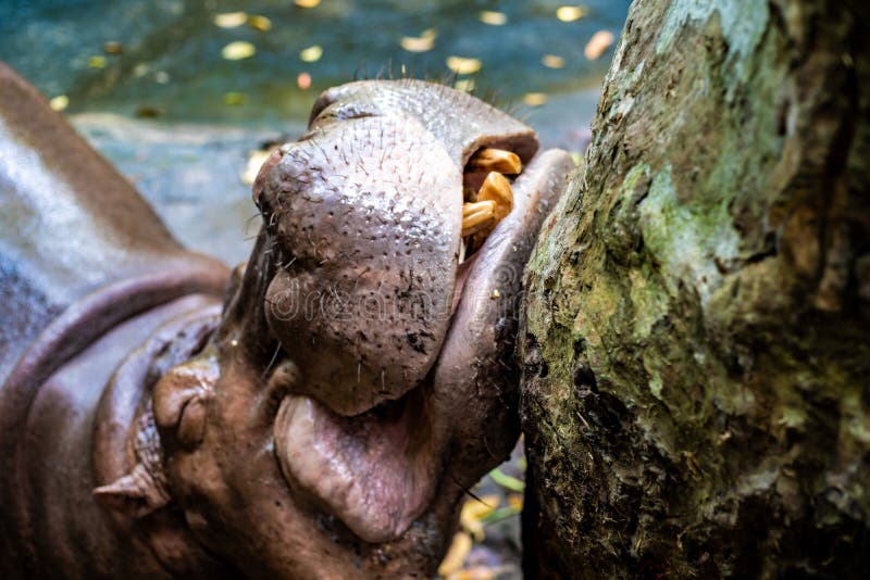 Hippopotamus Stay Wait Food Stock Photos - Free & Royalty-Free Stock ...