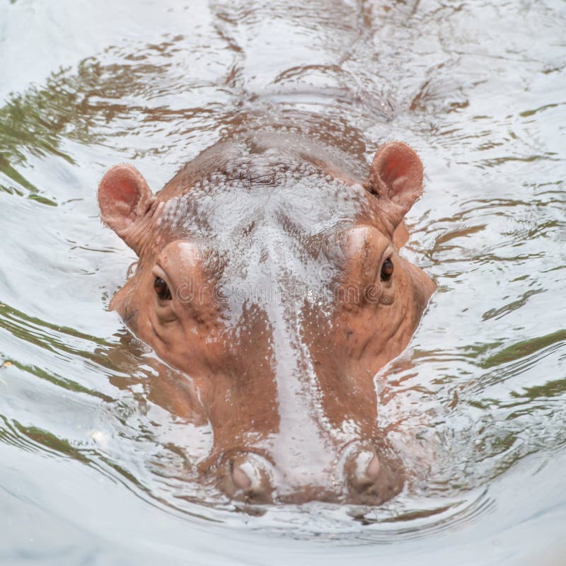 764 Hippopotamus Nose Stock Photos - Free & Royalty-Free Stock Photos ...