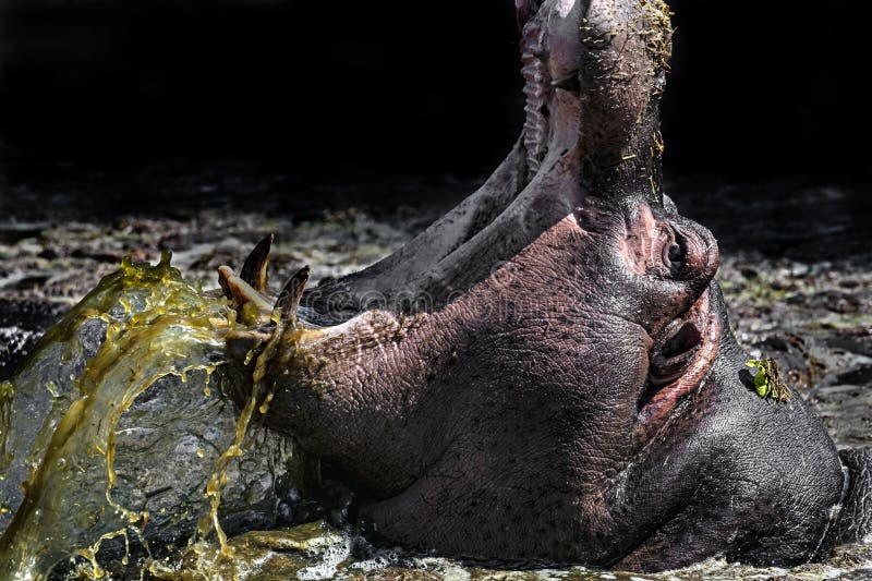 Hippopotamus in the Swamp 4 Stock Image - Image of ecology, africa ...