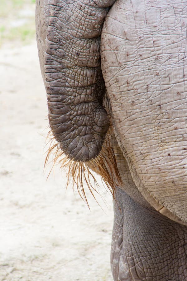 192 Hippopotamus Tail Stock Photos - Free & Royalty-Free Stock Photos ...