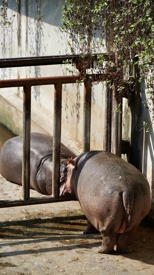 Hippopotamus in the Taipei Zoo Stock Image - Image of wood, iron: 297709295