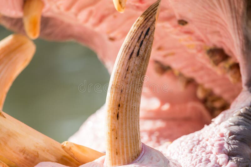 Hippopotamus teeth stock image. Image of water, long - 95543425