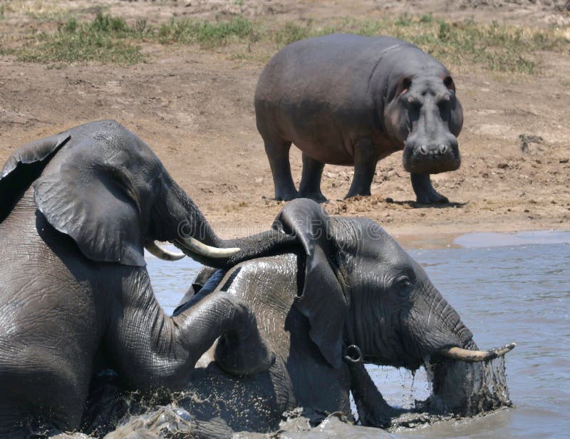 Hippopotamus Very Upset with Elephants in His Dam Stock Image - Image ...