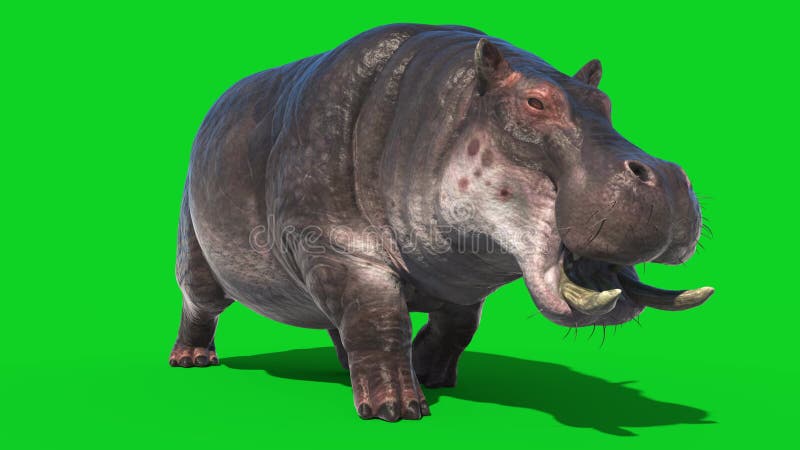 Hippopotamus Walkcycle Green Screen Loop Front 3D Rendering Animation ...
