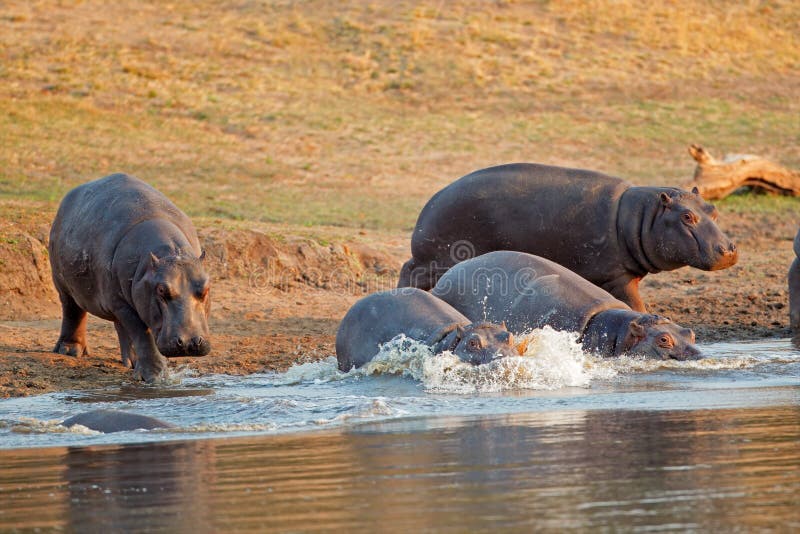 Hippopotamus Splashing In Water Stock Photo - Image of agitated ...
