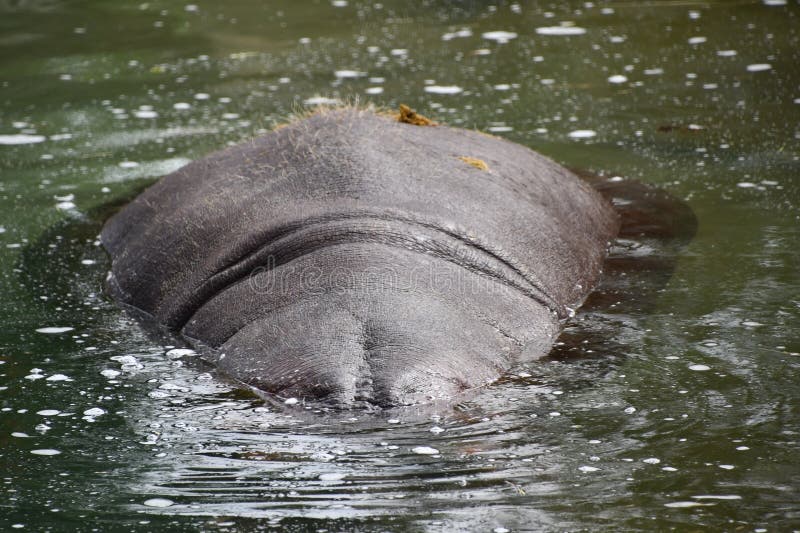 A Hippopotamus in the Water Stock Image - Image of lake, conservation ...